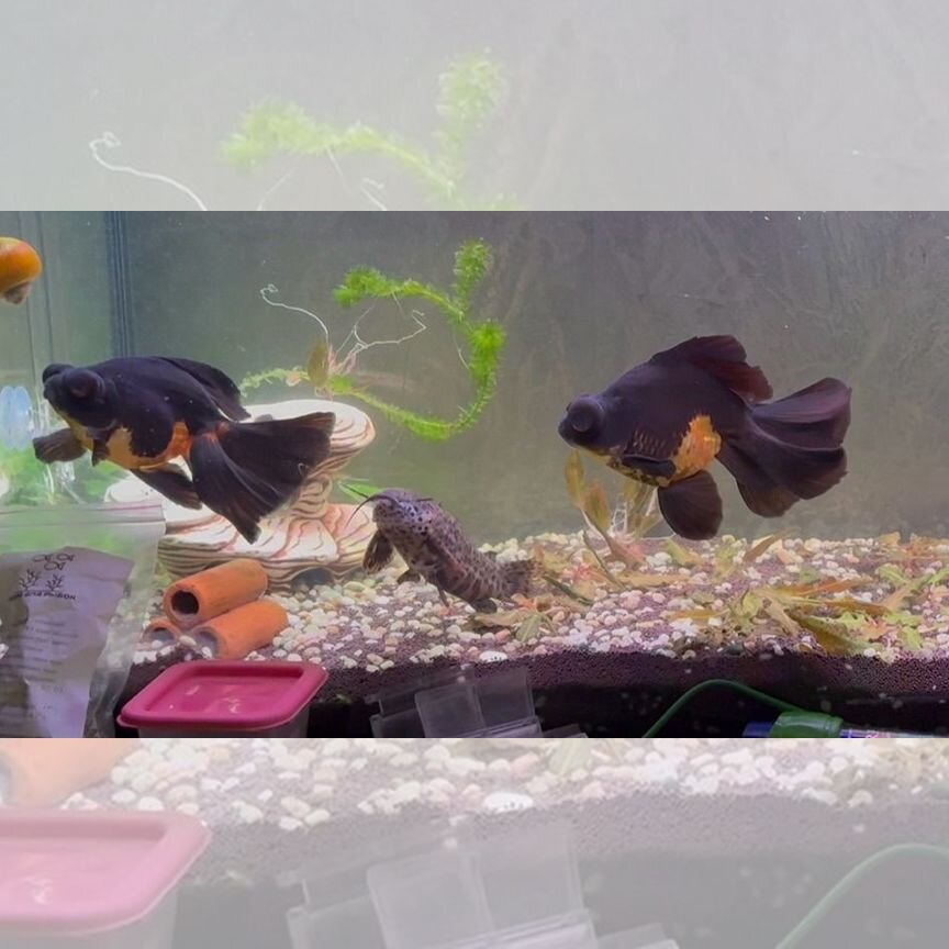 Аквариумные рыбки