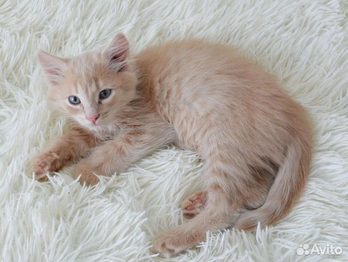 Котенок персикового окраса