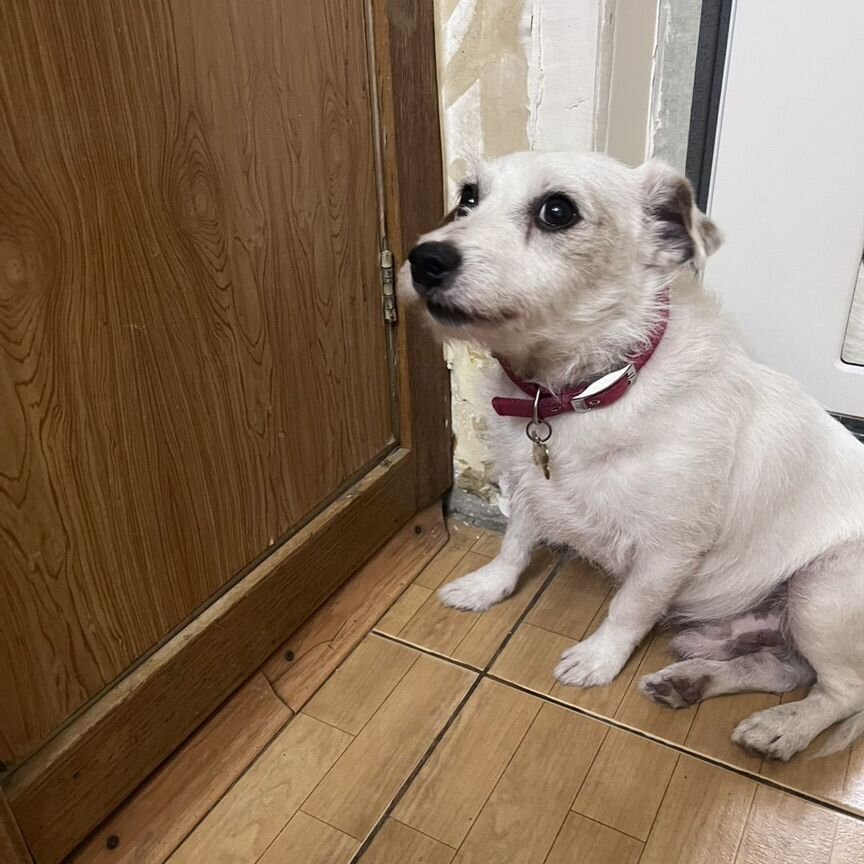 Отдам в добрые руки