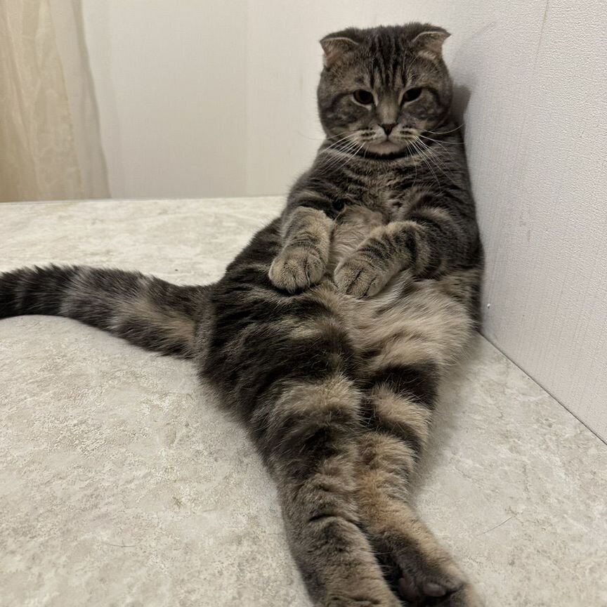 Вязка кошек