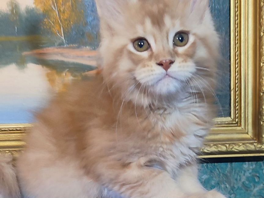 Котик 2.5 мес. Красный тик на серебре. Питомник