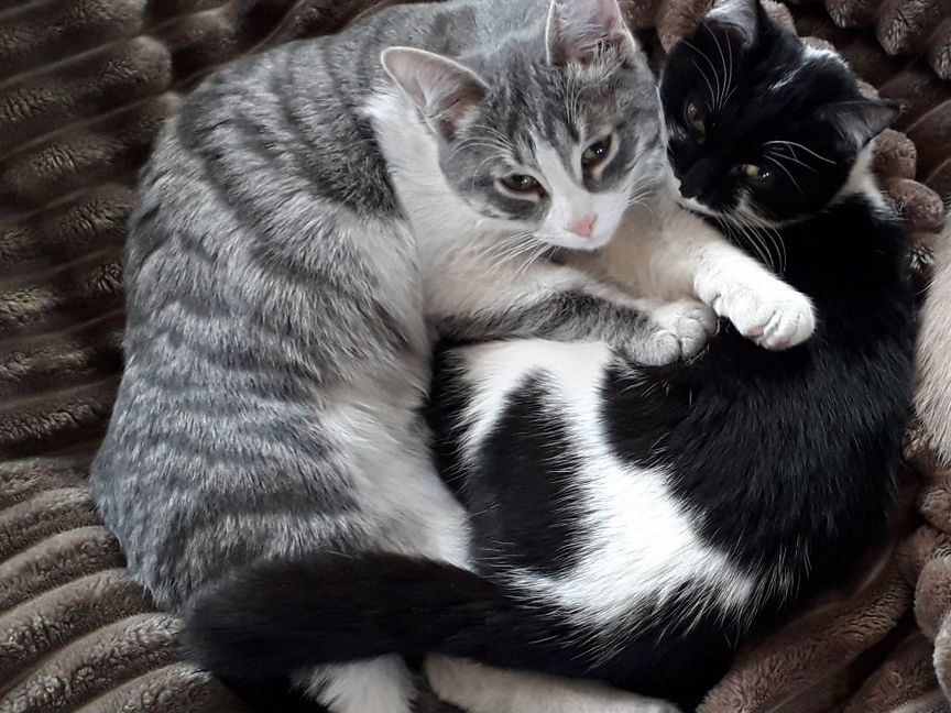 Котята в добрые руки бесплатно