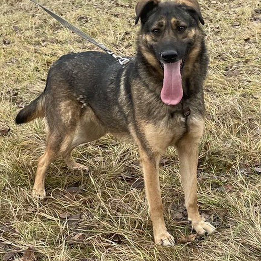 Взрослая собака в добрые руки