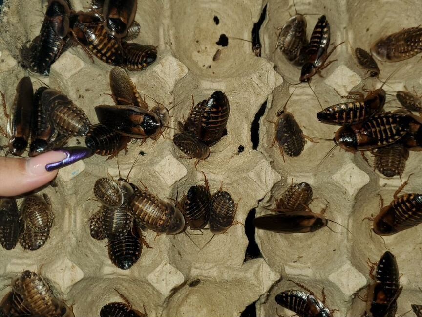 Кормовые аргентинские тараканы