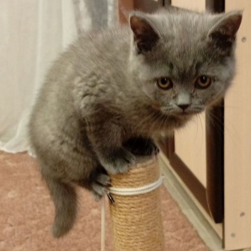 Британские котята