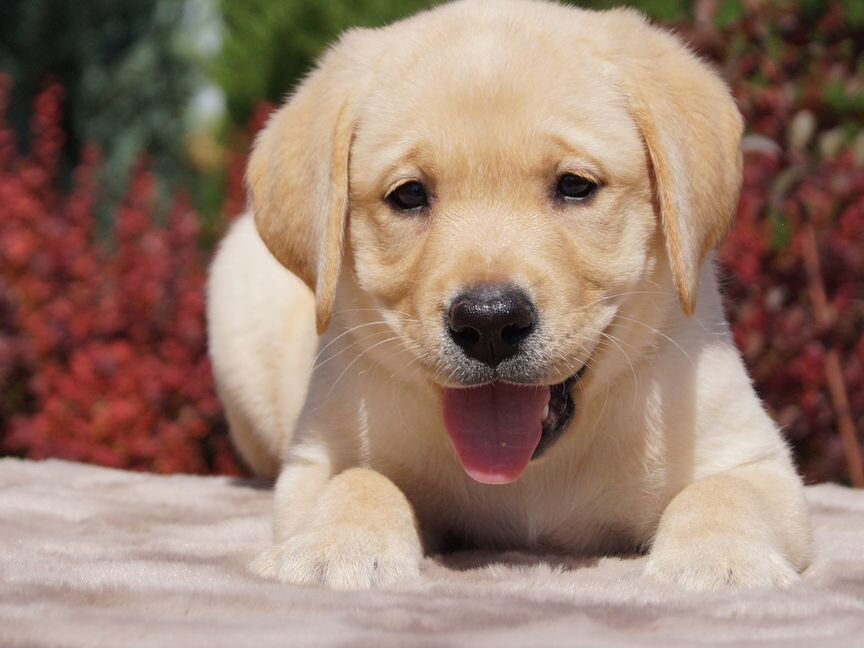 Щенки лабрадора