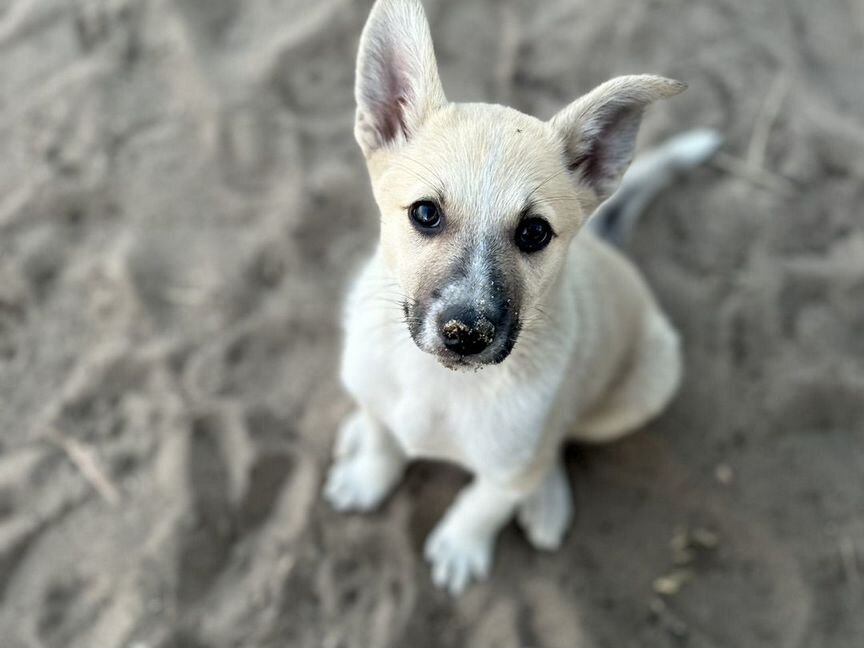 Собака-путешественница в добрые руки