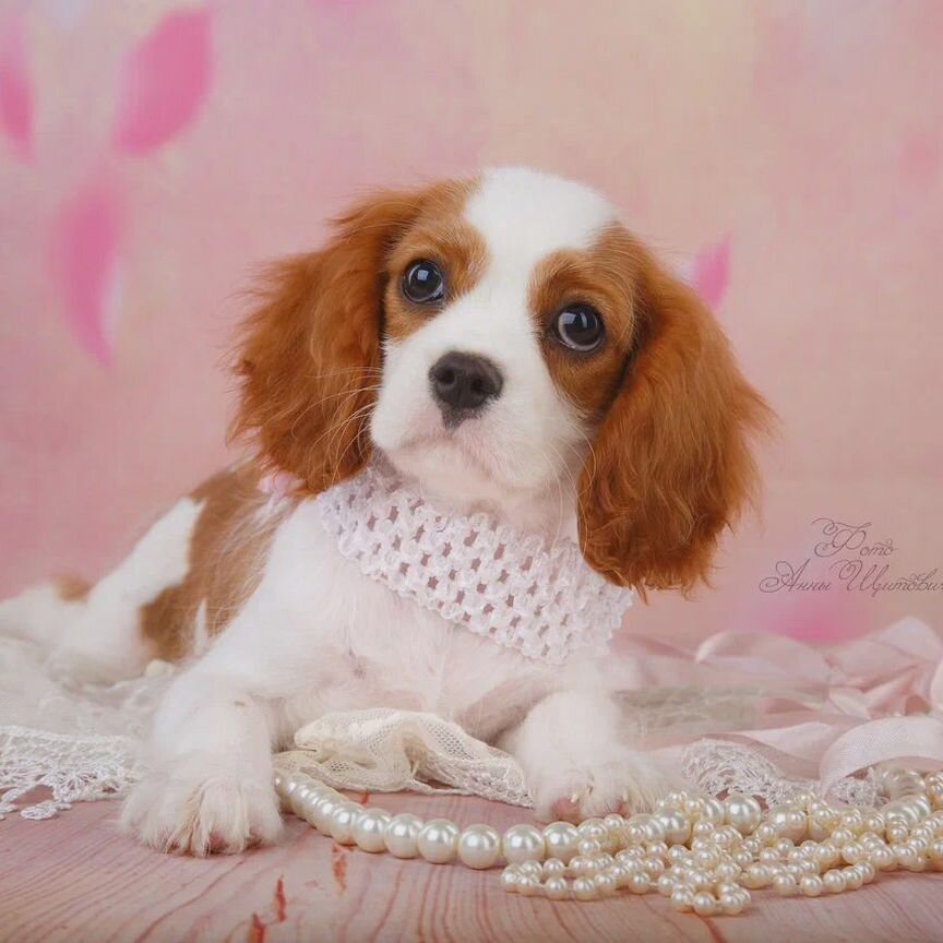 Обученные щенки кавалер Кинг Чарлз спаниель