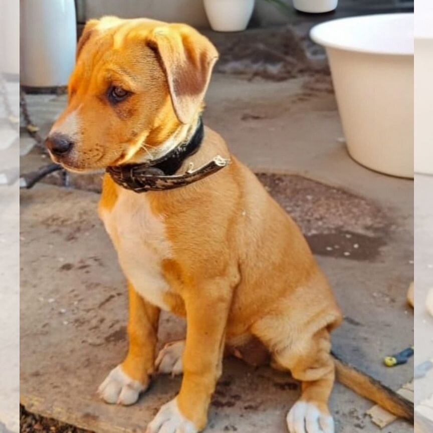 Тайский риджбек, щенок