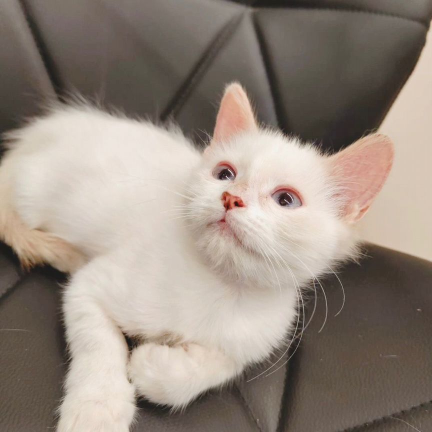Ласковый котенок (мал, 2,5 мес) в добрые руки