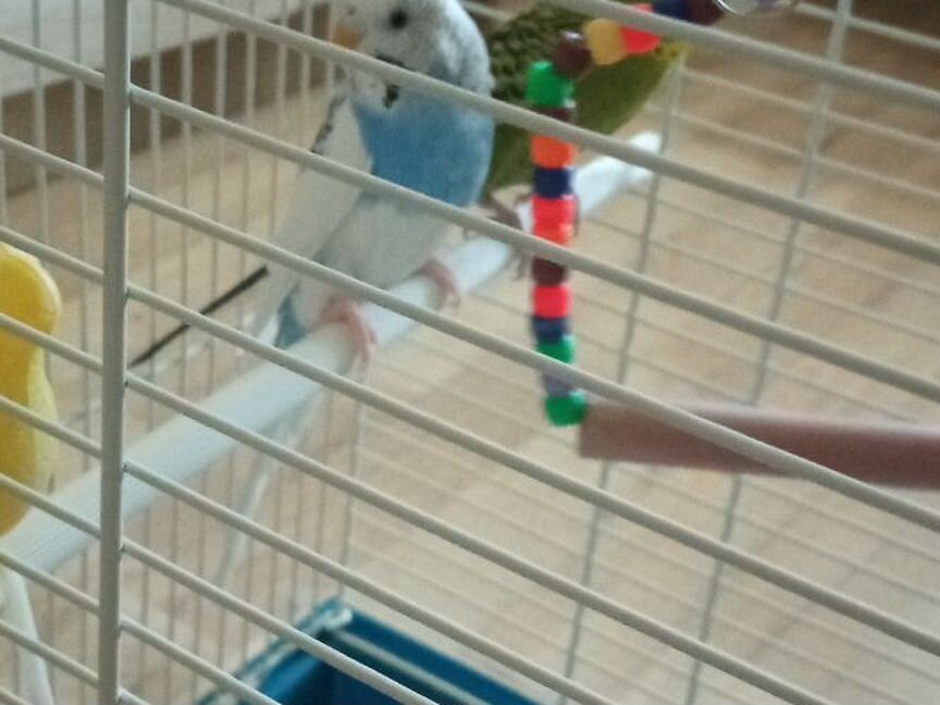 Попугайчики с клеткой