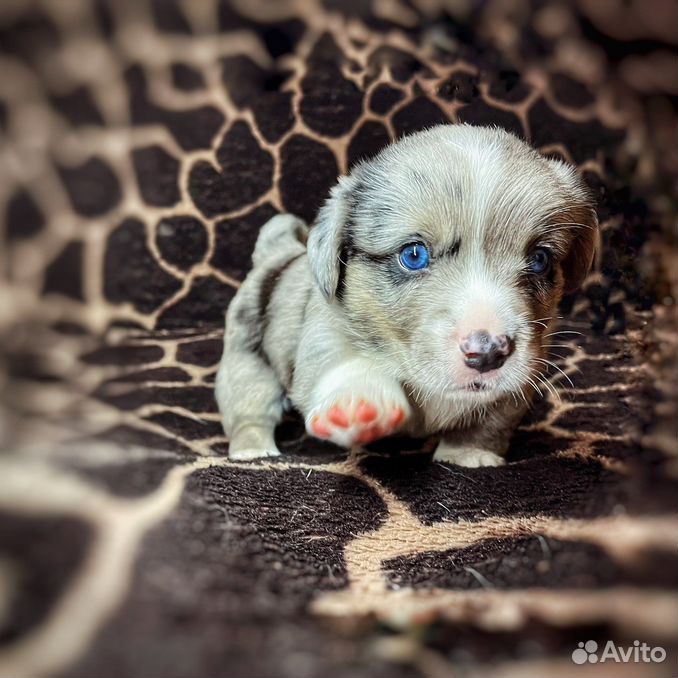 Вельш-корги кардиган