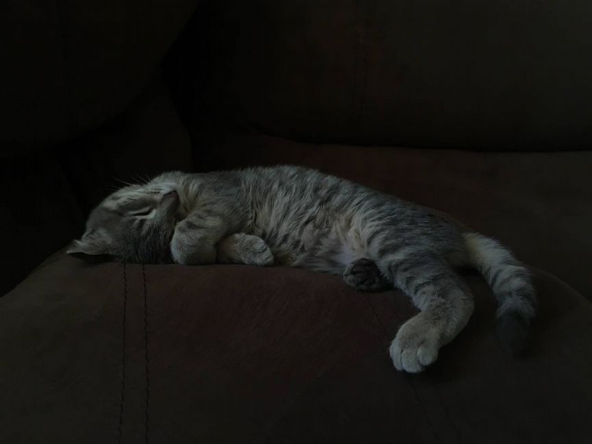 Кошка вислоухая