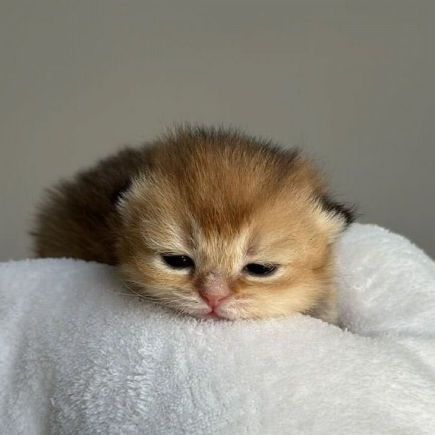 Бриатнский клубный котенок золотая шиншилла