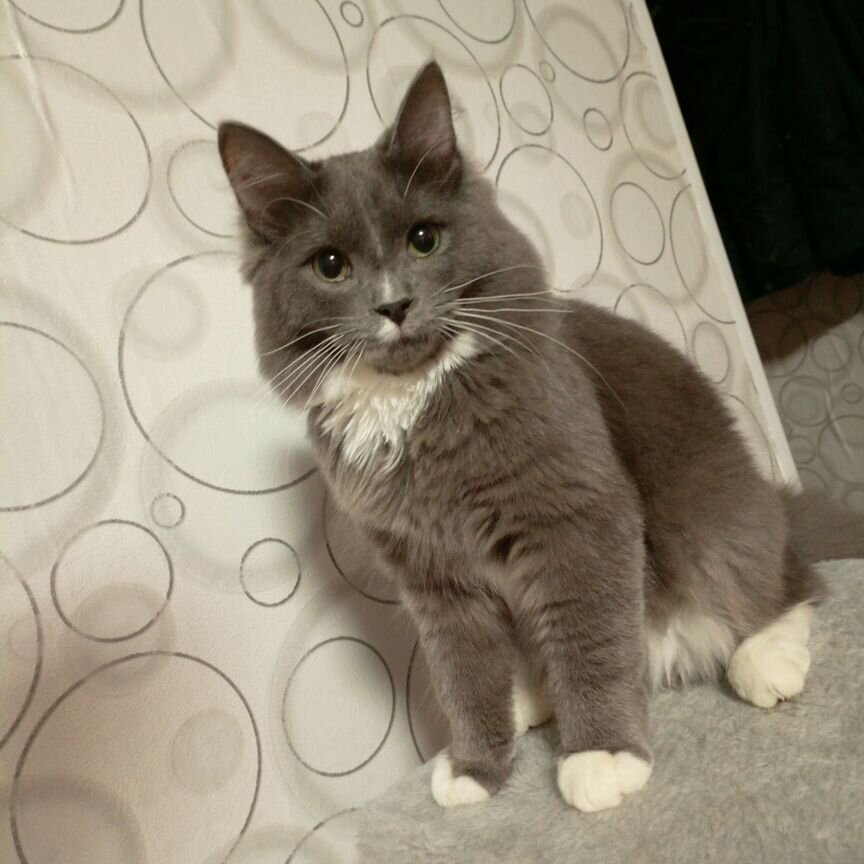 Котики бесплатно в добрые руки