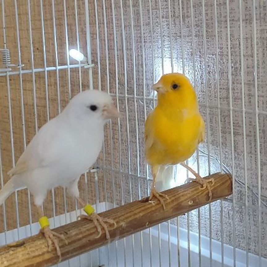 Кенара и канарейки пара