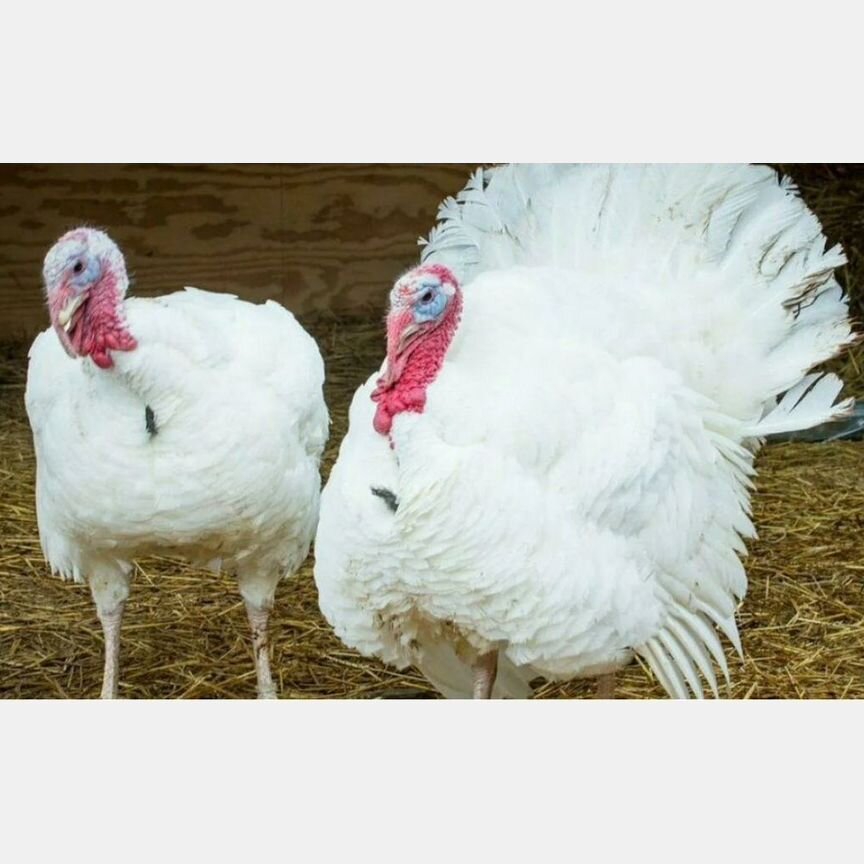 Индюки на мясо хайбрид