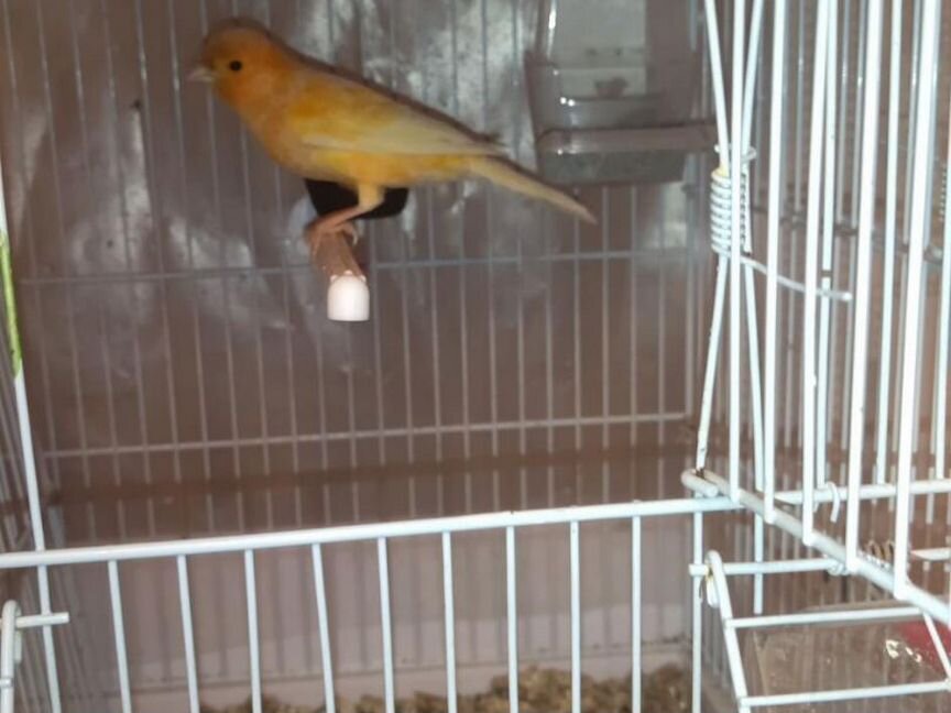 Кенара и канарейки Санкт-Петербург