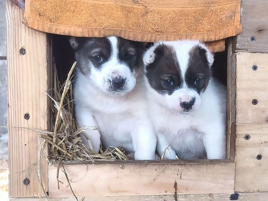 Щенки, 1,5 мес мальчик и девочка