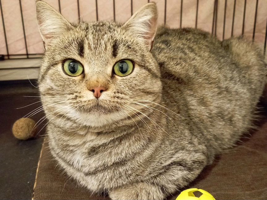 Кошка