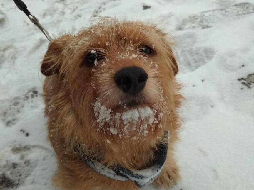 Собака в добрые руки отдам бесплатно