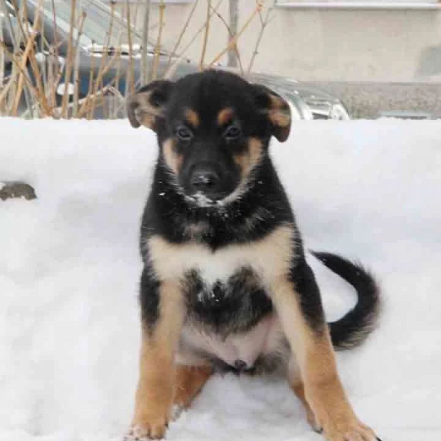 Щенок в добрые руки бесплатно