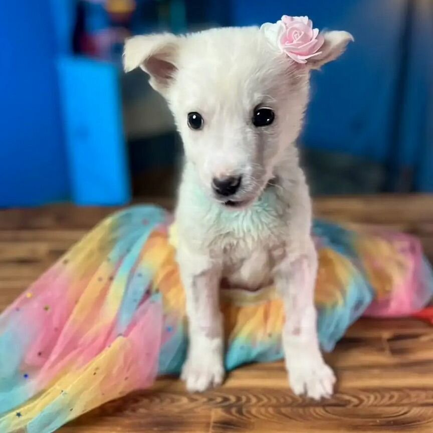 Щенок в добрые руки