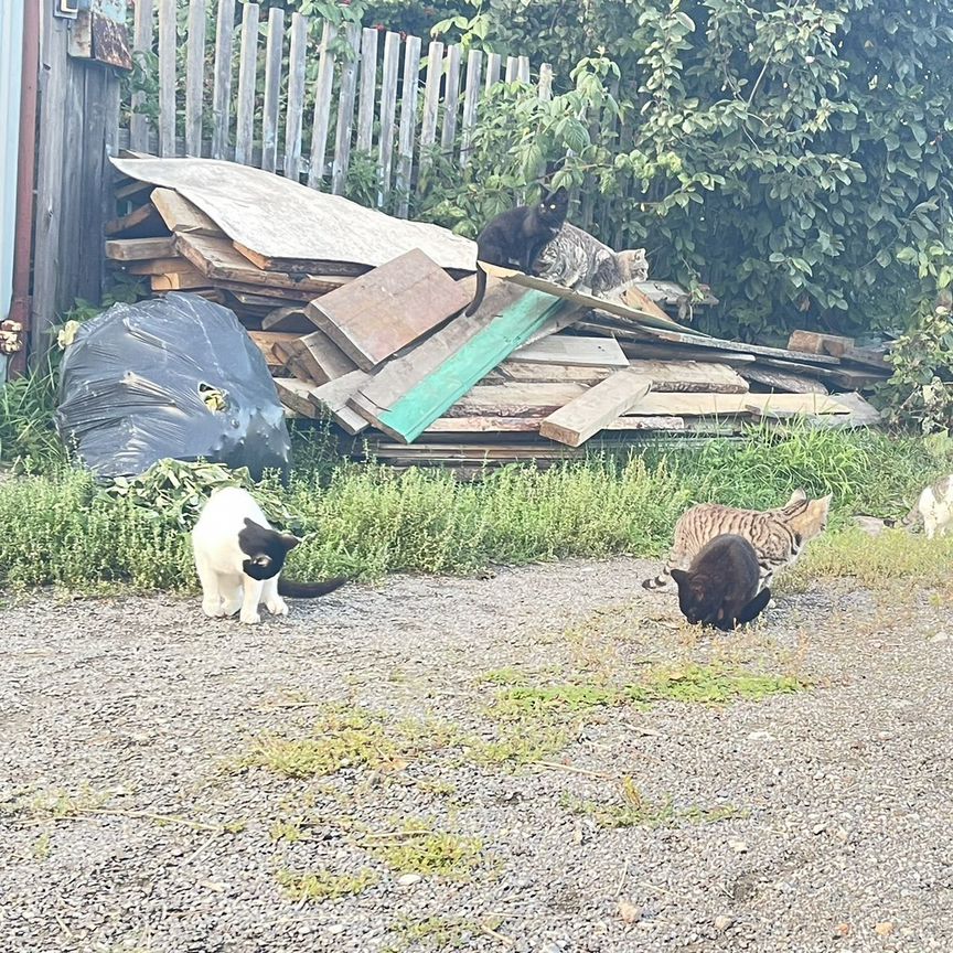 Отдам бесплатно в добрые руки котята