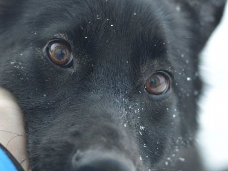 Щенок с трассы в добрые руки
