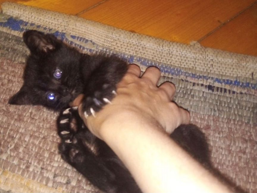 Котёнок в добрые руки