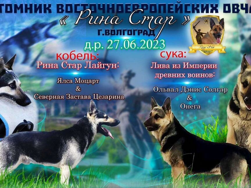 Щенки восточноевропейской овчарки