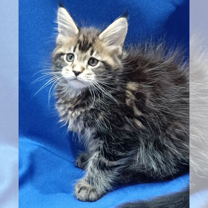 Мейн-кун котёнок