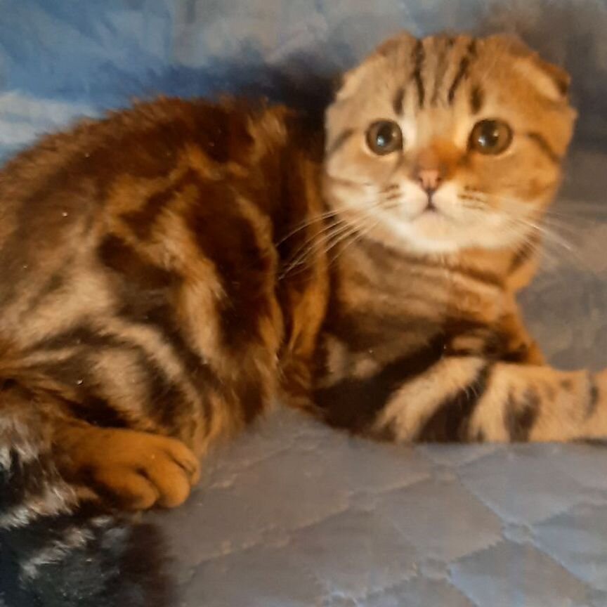 Шотландский вислоухий короткошёрстный котёнок