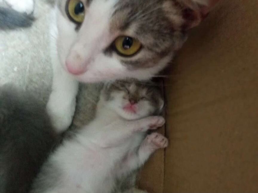 Котята в добрые руки мальчики