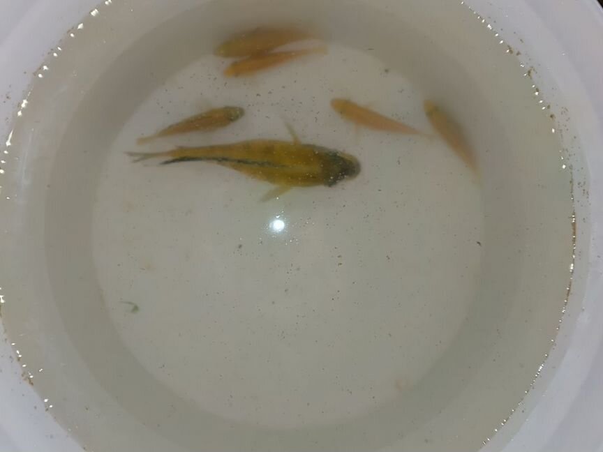 Аквариумные рыбки