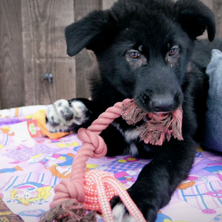 Щенок из приюта в добрые руки