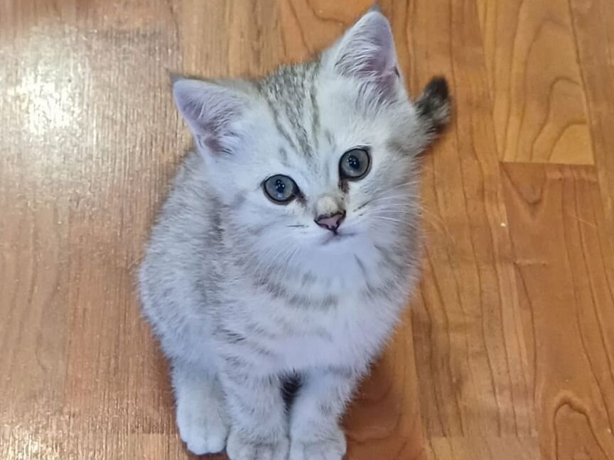 Британские котята