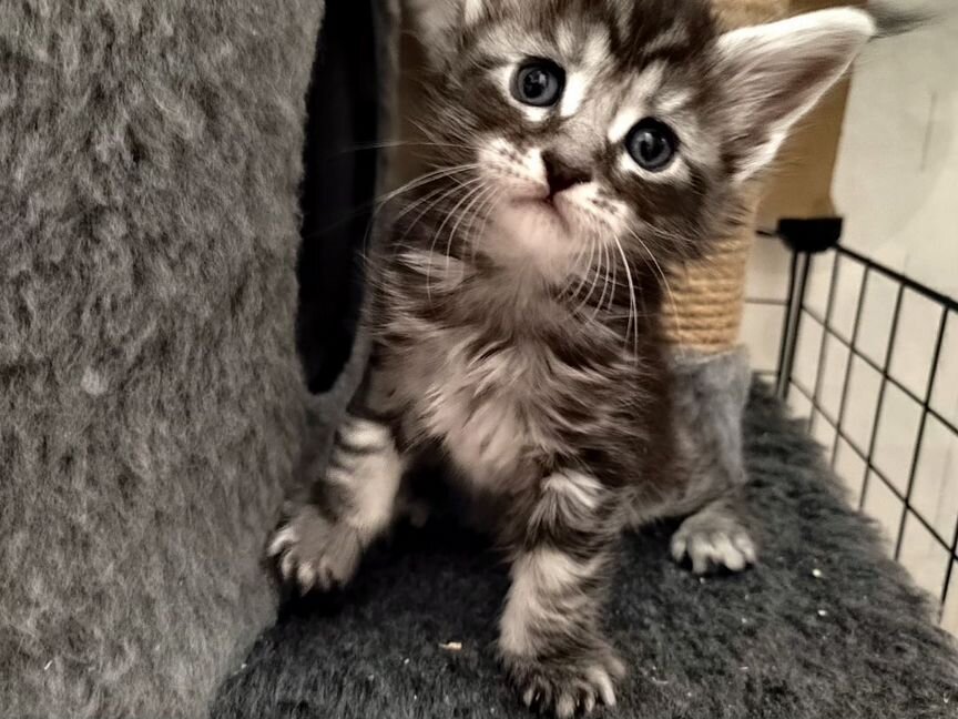 Мейн-кун котята