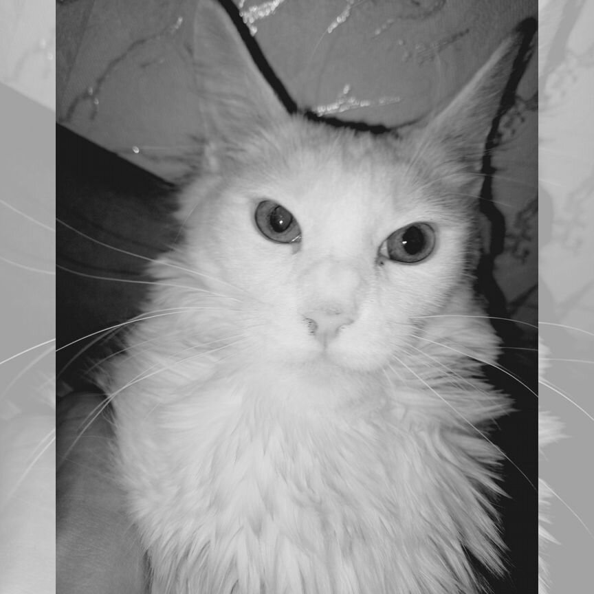 Мейн-кун котёнок