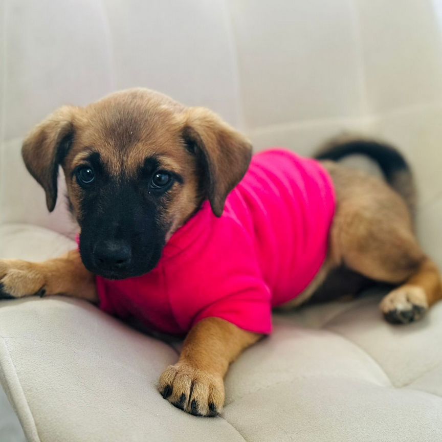 Щенок в добрые руки