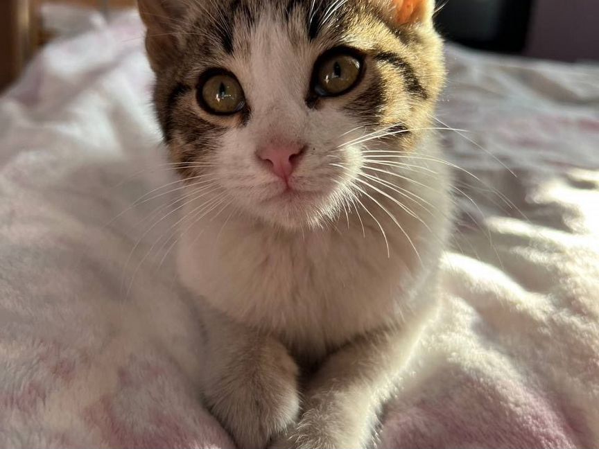 Котенок Вжик ищет дом