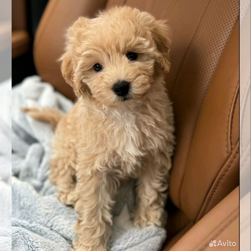 Мальтипу мальчик