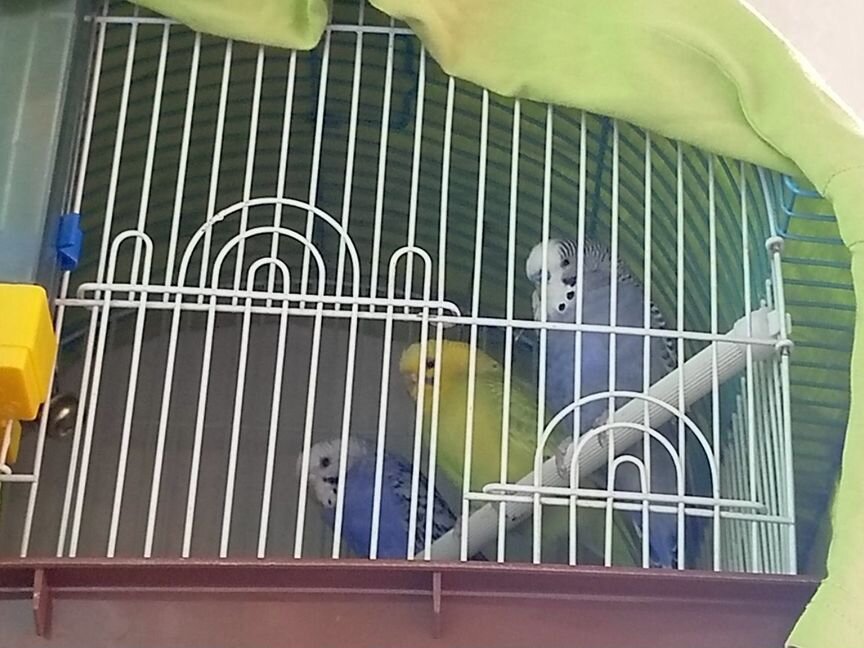 Волнистый попугай голубой м