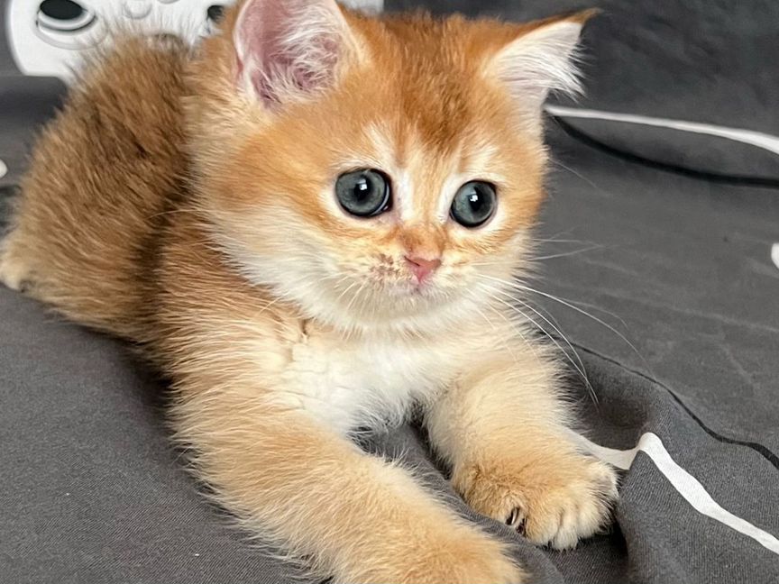 Британская шиншилла. Золотая по шубке и характеру