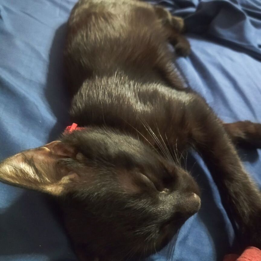Котик Мориарти