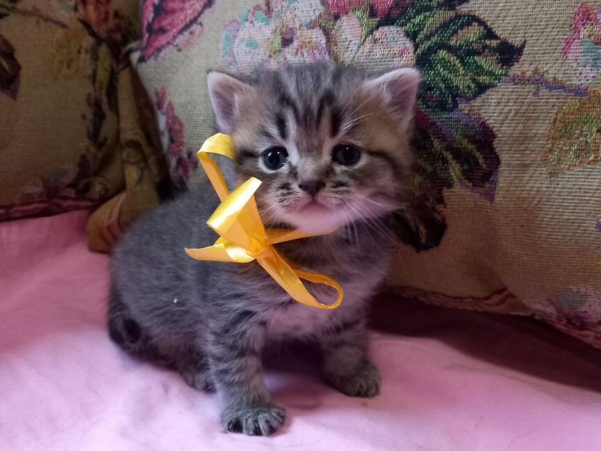Котенок ищет семью