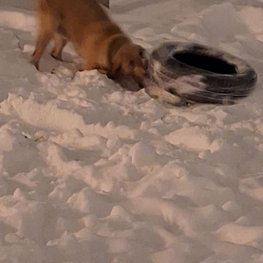 Собака лабрадор