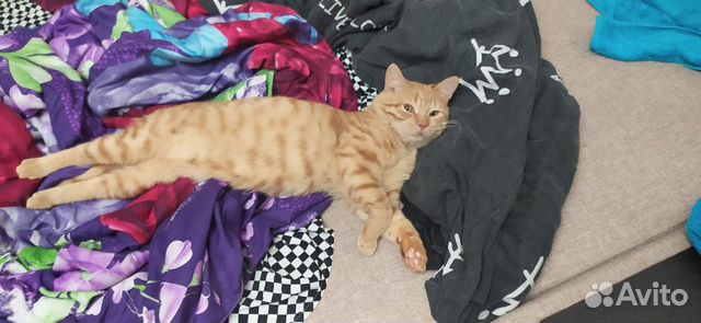 Кот