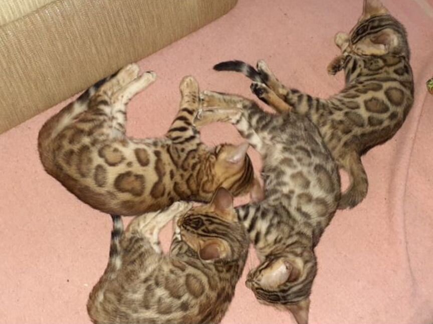 Бенгальская кошка