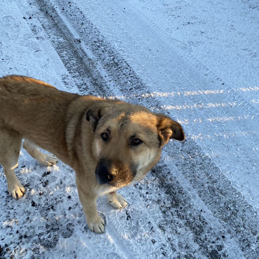 Собака в добрые руки